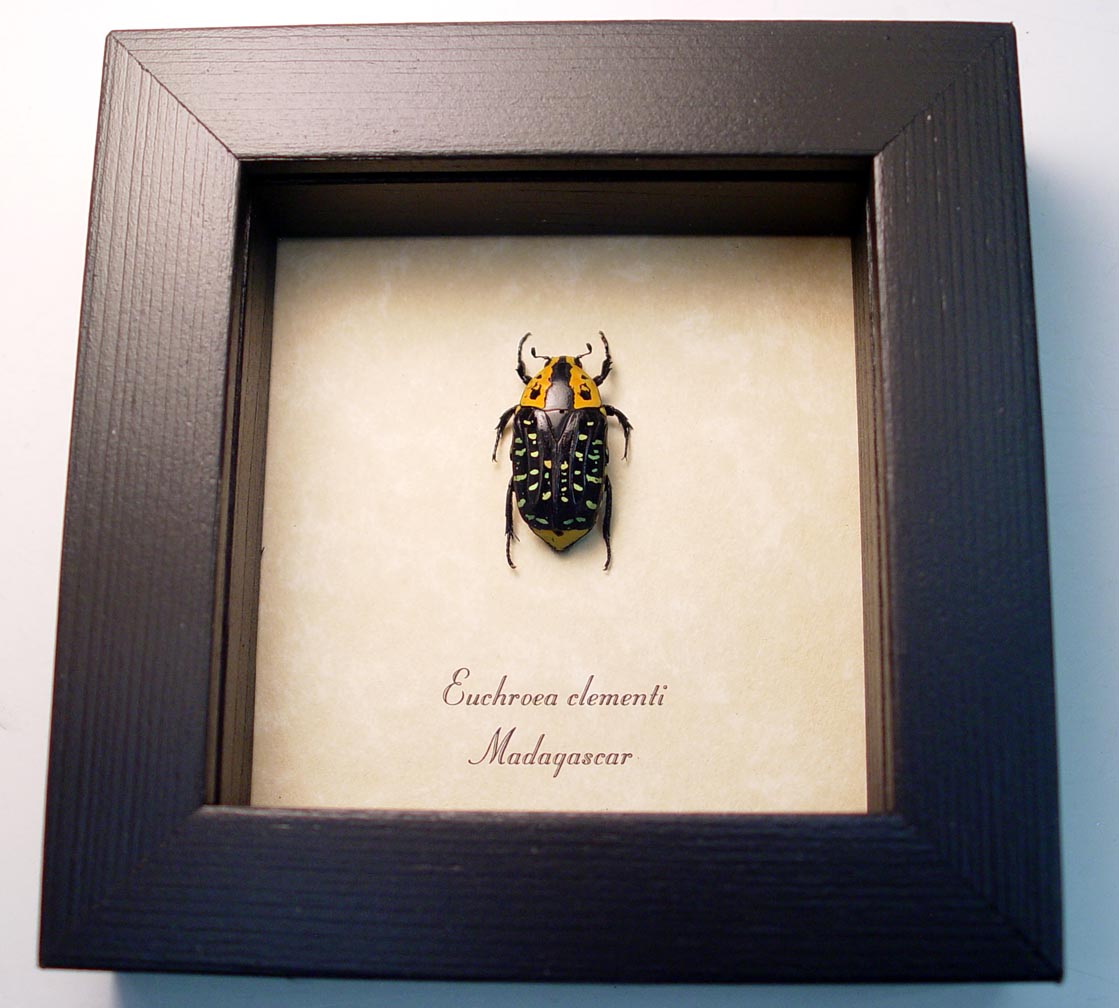 Euchroea clementi Madagascar Flower Beetle - Framed Taxidermy
