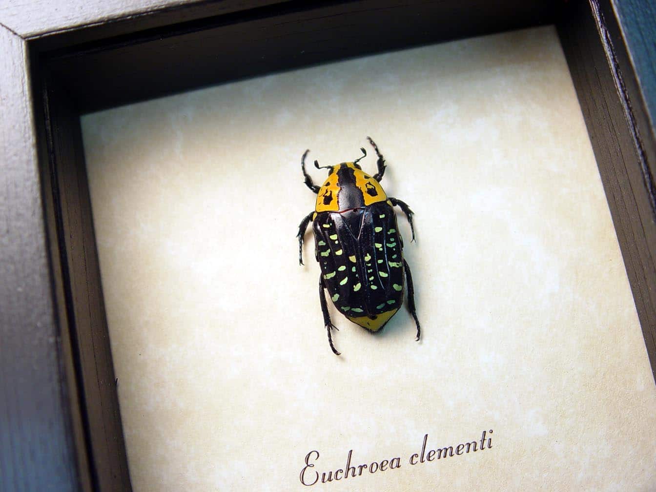 Euchroea clementi Madagascar Flower Beetle - Framed Taxidermy