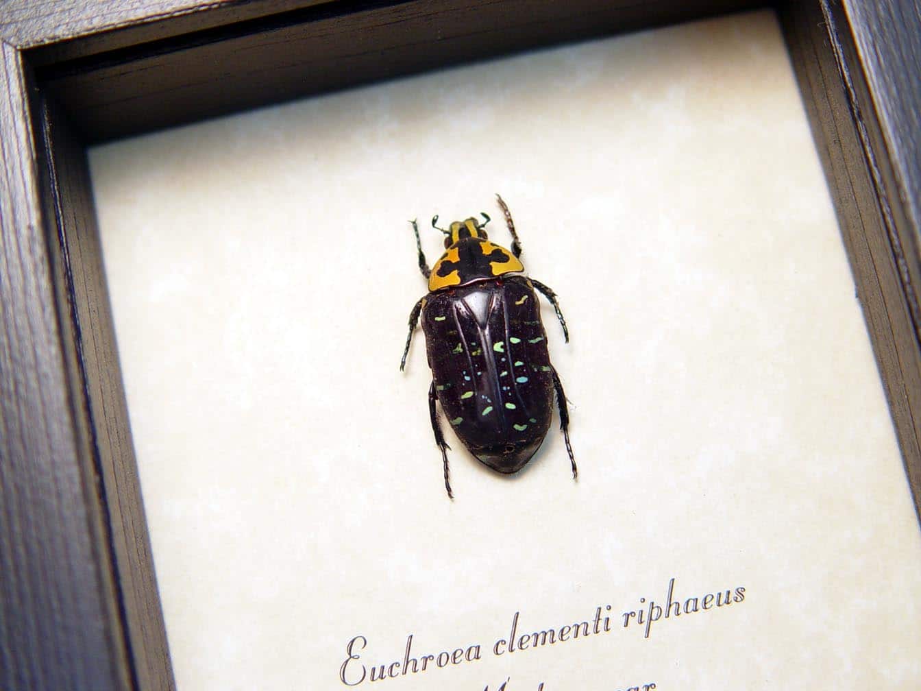 Euchroea clementi riphaeus Madagascar Flower Beetle