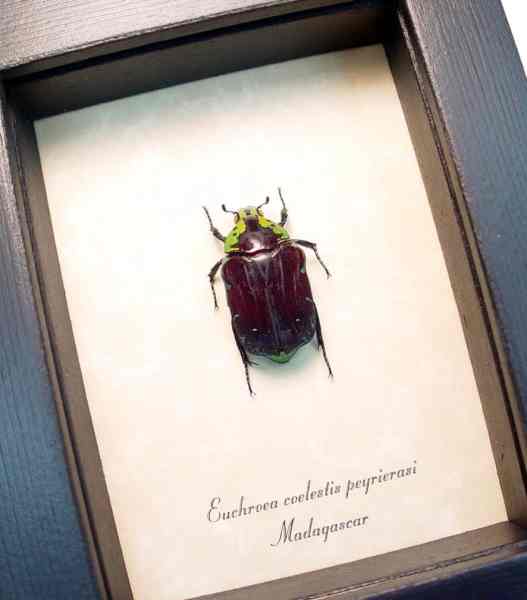 Euchroea coelestis peyrierasi - Madagascar Flower Beetle