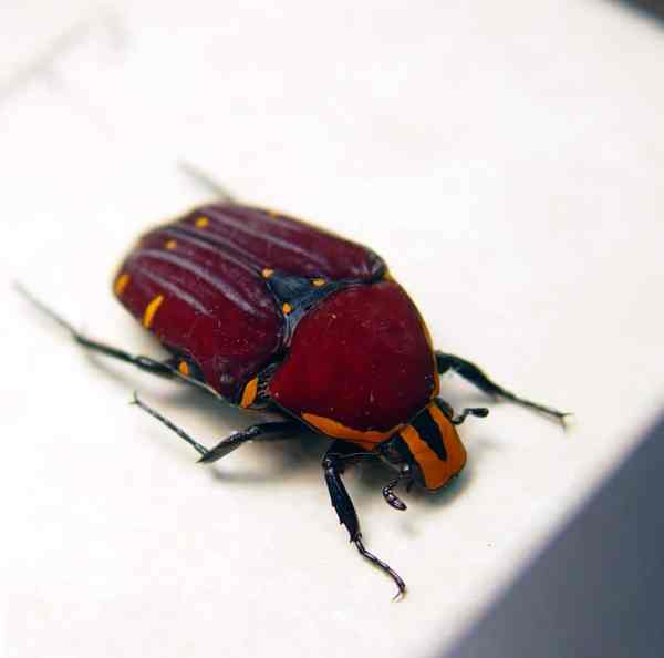 Euchroea episcopalis - madagascar Beetle - Red Velvet Flower Beetle