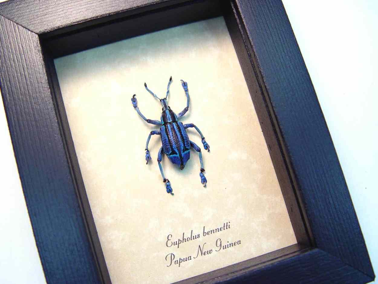 Eupholus bennetti Purple Weevil - Rare Beetle Framed Taxidermy