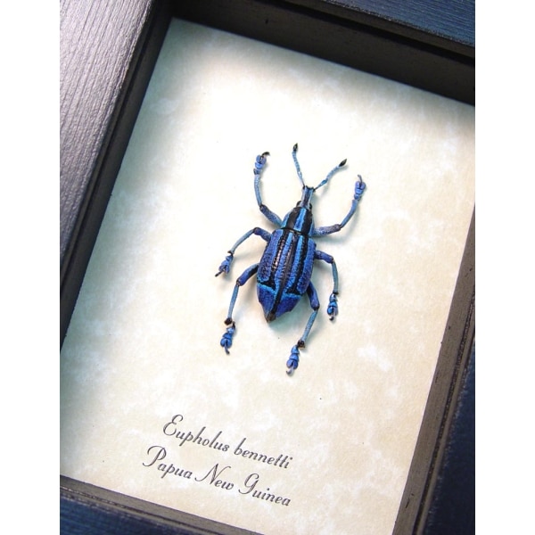Eupholus bennetti Purple Weevil - Rare Beetle Framed Taxidermy