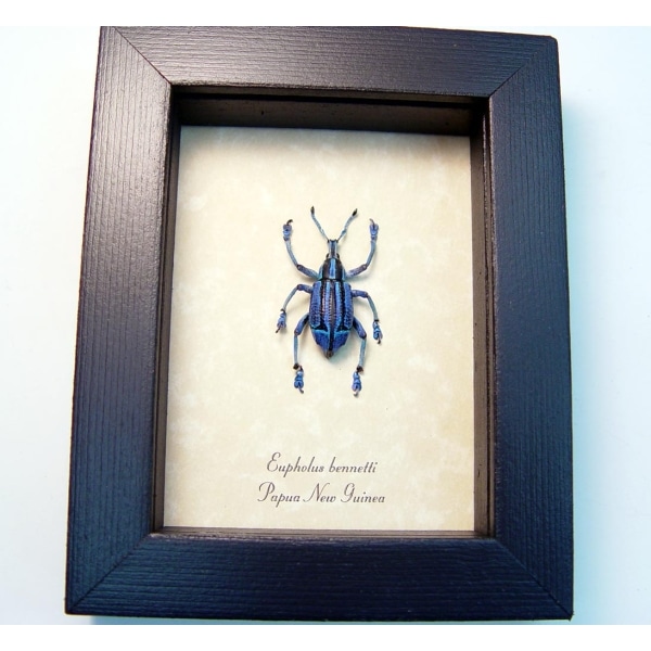 Eupholus bennetti Purple Weevil - Rare Beetle Framed Taxidermy