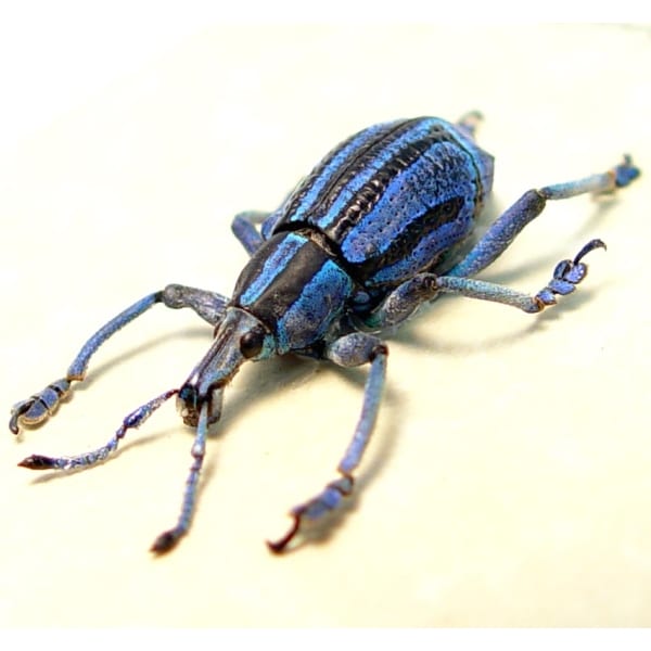 Eupholus bennetti Purple Weevil - Rare Beetle Framed Taxidermy