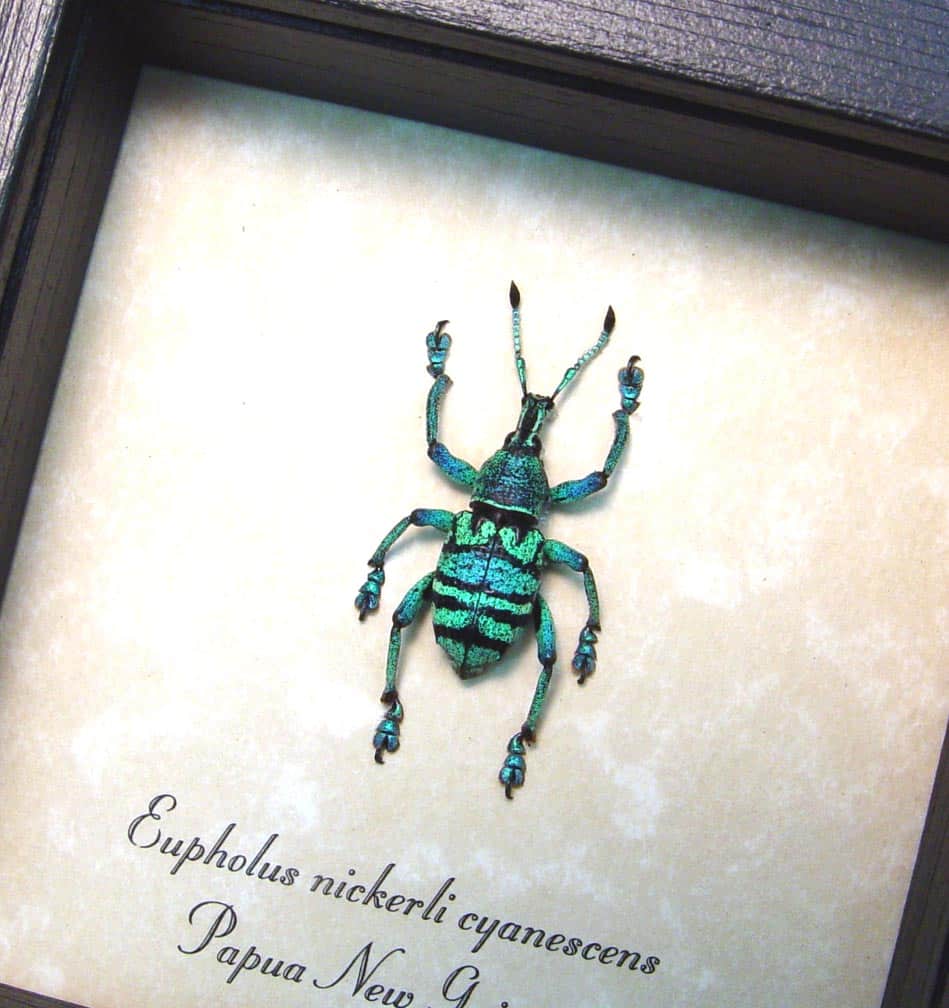 Eupholus nickerli cyanescens Green Weevil - Rare Beetle Framed