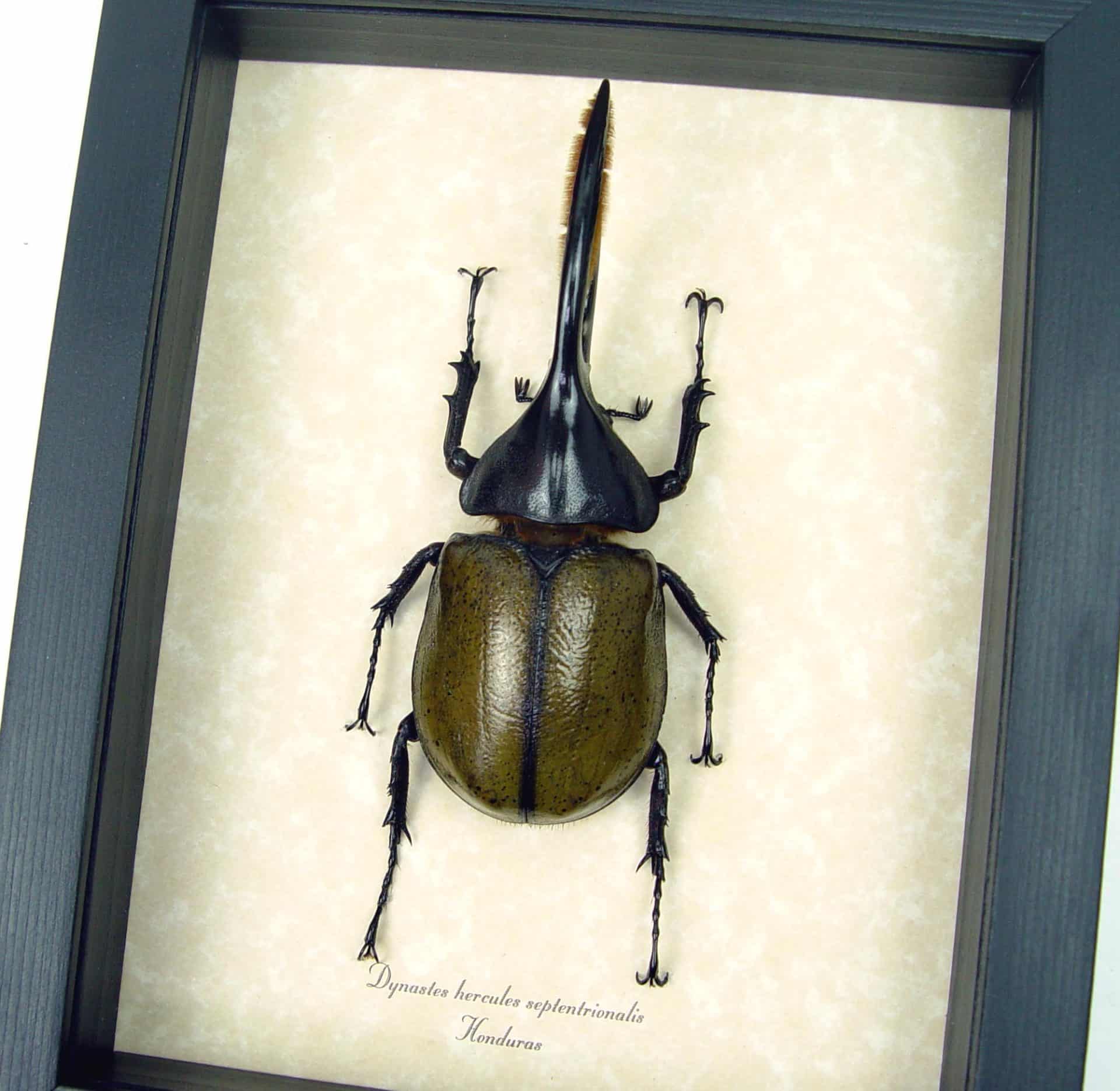 Giant Hercules Beetle Dynastes hercules septentrionalis 115mm