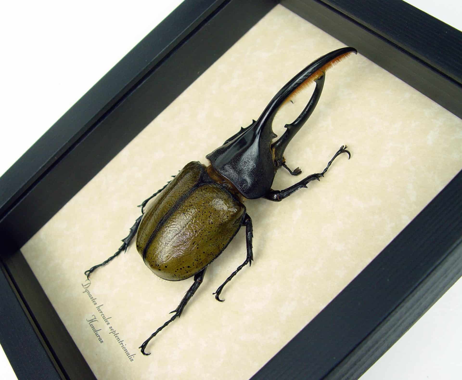 Giant Hercules Beetle Dynastes hercules septentrionalis 115mm