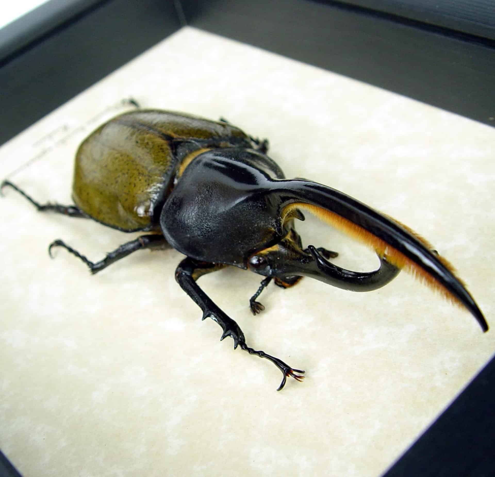 Giant Hercules Beetle Dynastes hercules septentrionalis 115mm