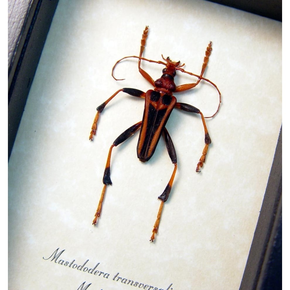 Mastododera transversalis Creepy Insect - Red Devil Madagascar