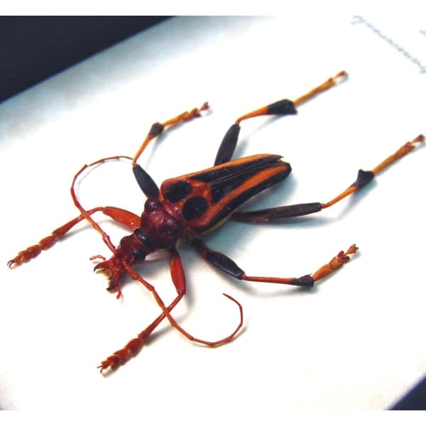 Mastododera transversalis Creepy Insect - Red Devil Madagascar