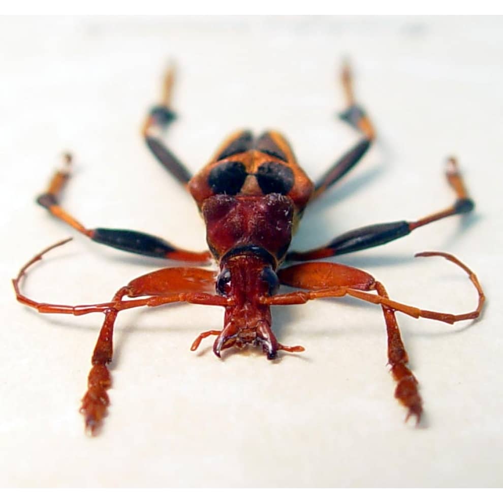Mastododera transversalis Creepy Insect - Red Devil Madagascar