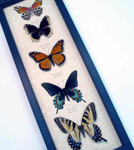 North American Butterfly Collection - real framed butterflies