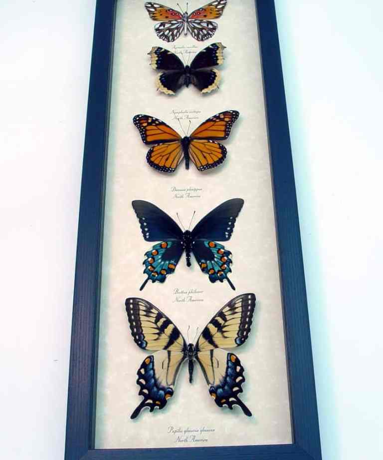 North American Butterfly Collection - real framed butterflies