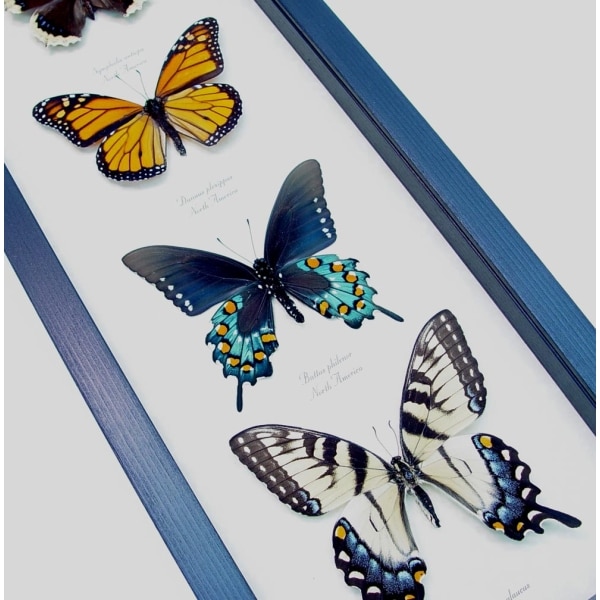 North American Butterfly Collection - real framed butterflies