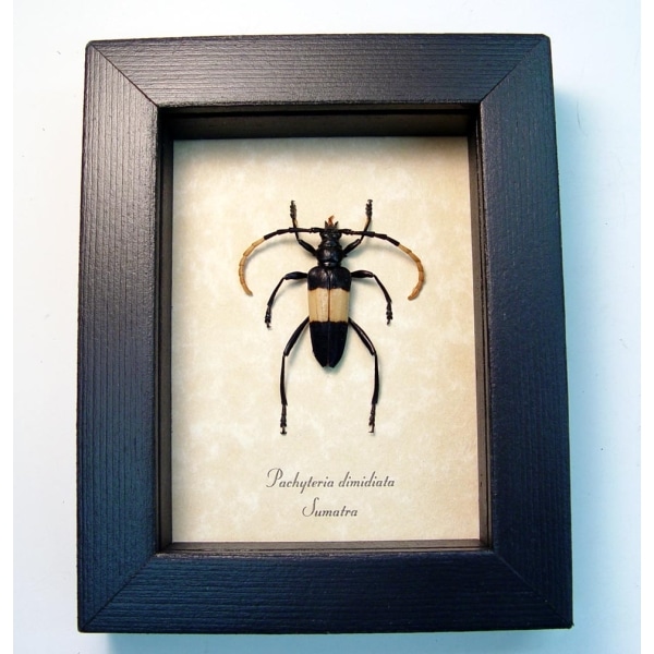 Pachyteria dimidiata Blue Longhorn Beetle - Framed Taxidermy