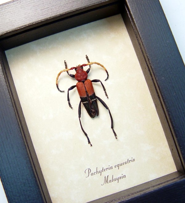 Pachyteria equestris Red Blue Longhorn Beetle