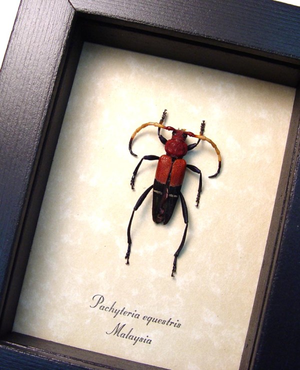 Pachyteria equestris Red Blue Longhorn Beetle