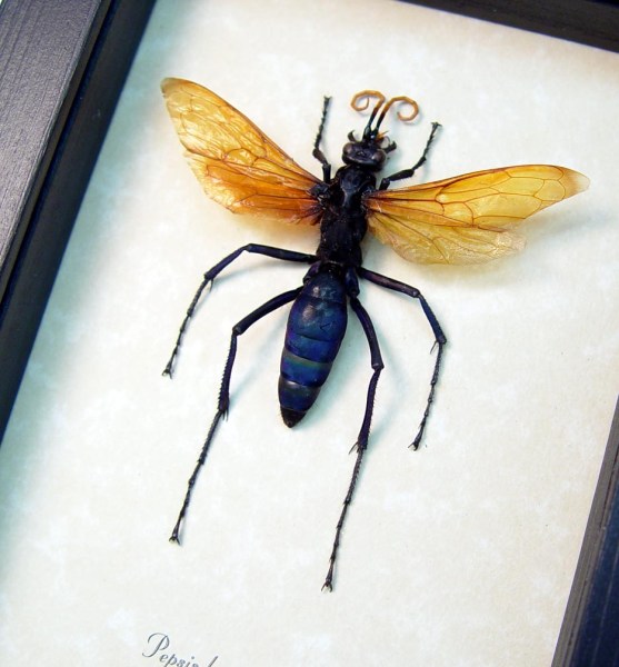 Pepsis heros Female 2.5"+ Wingspan - Large Tarantula Hawk wasp