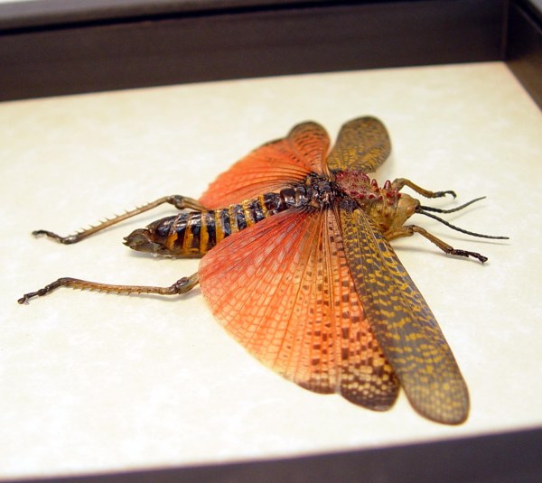 Phymateus saxosus Rainbow Milkweed - Locust Pink Madagascar