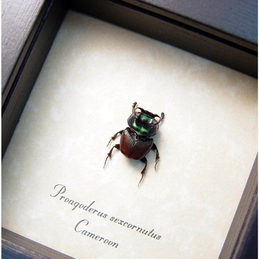 Proagoderus sexcornutus Antler Beetle - Devil Horned Scarab