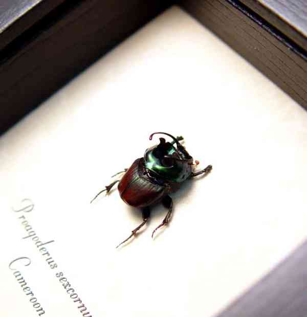 Proagoderus sexcornutus Antler Beetle - Devil Horned Scarab