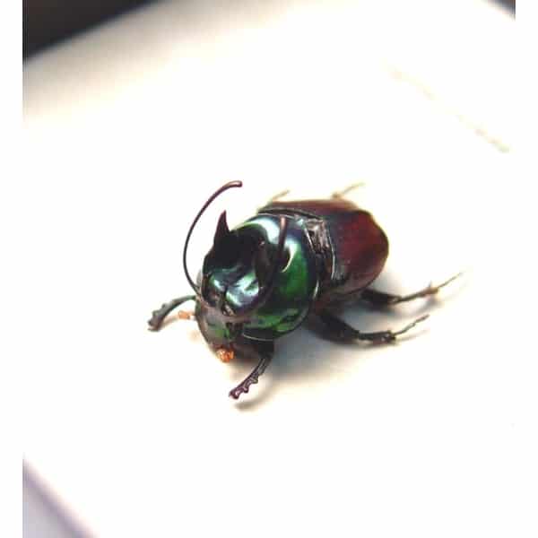 Proagoderus sexcornutus Antler Beetle - Devil Horned Scarab