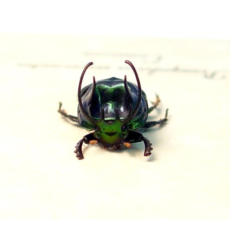 Proagoderus sexcornutus Antler Beetle - Devil Horned Scarab