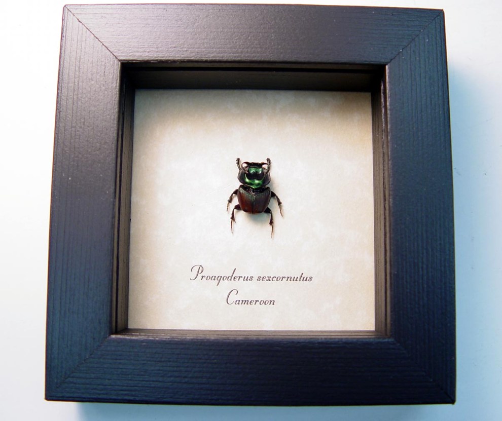 Proagoderus sexcornutus Antler Beetle - Devil Horned Scarab