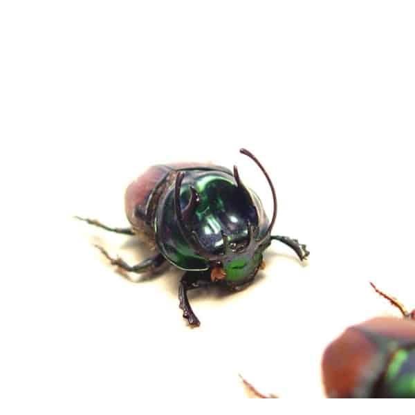 Proagoderus sexcornutus Pair Antler Beetle - Devil Horned Scarab