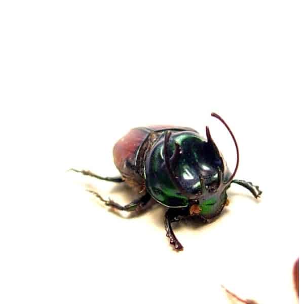 Proagoderus sexcornutus Pair Antler Beetle - Devil Horned Scarab