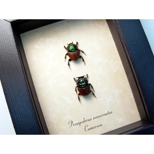 Proagoderus sexcornutus Pair Antler Beetle - Devil Horned Scarab