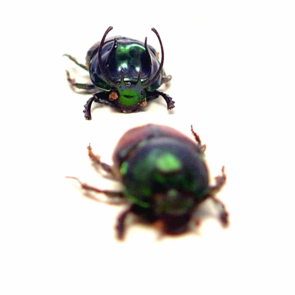 Proagoderus sexcornutus Pair Antler Beetle - Devil Horned Scarab