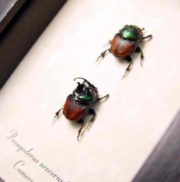 Proagoderus sexcornutus pair- Antler Beetle- Devil Horned Scarab Beetles