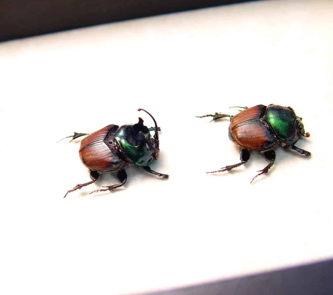 Proagoderus sexcornutus Pair Antler Beetle - Devil Horned Scarab