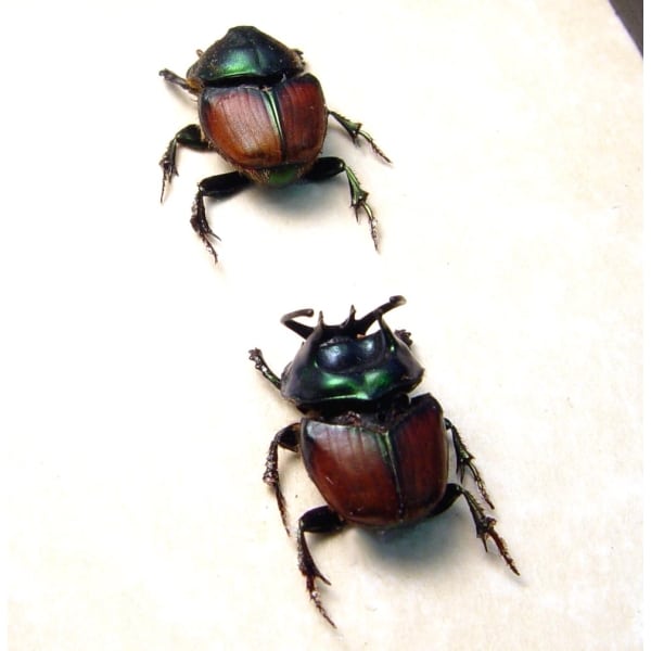 Proagoderus sexcornutus Pair Antler Beetle - Devil Horned Scarab
