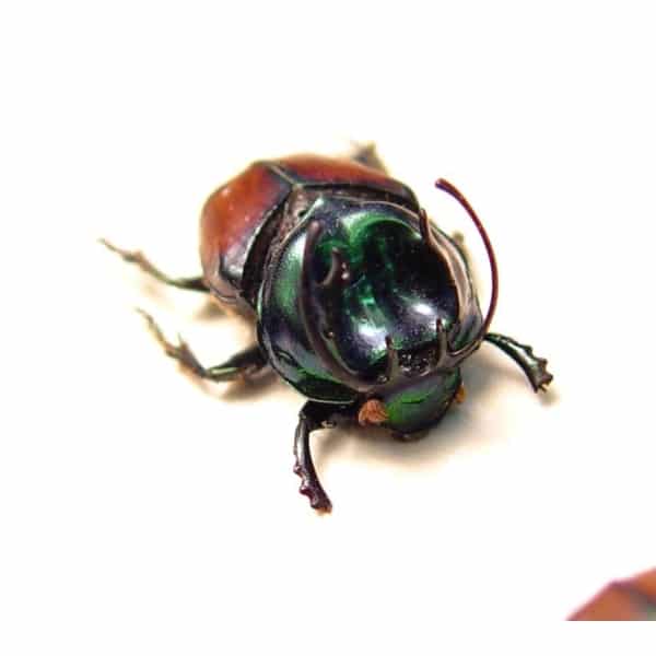 Proagoderus sexcornutus Pair Antler Beetle - Devil Horned Scarab