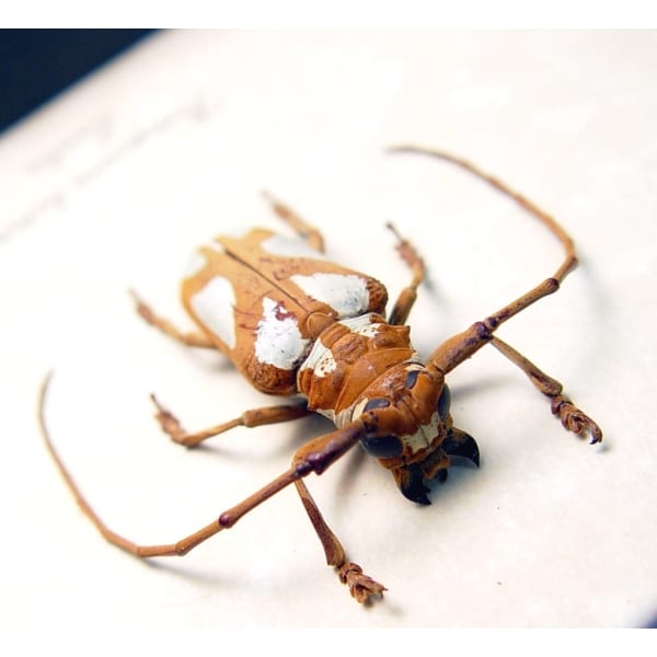 Prosopocera lactator African Longhorn Beetle - Framed Taxidermy