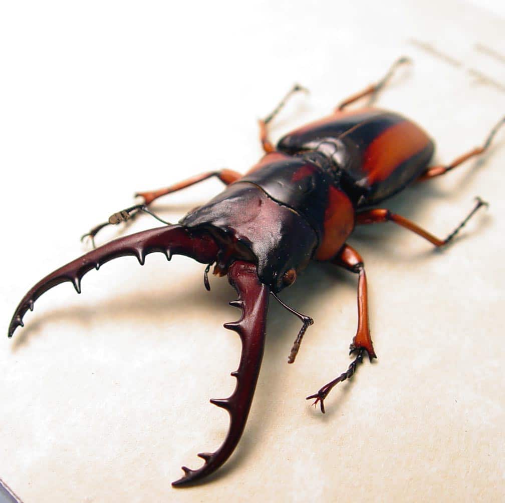 Giant Beetle With Pincers