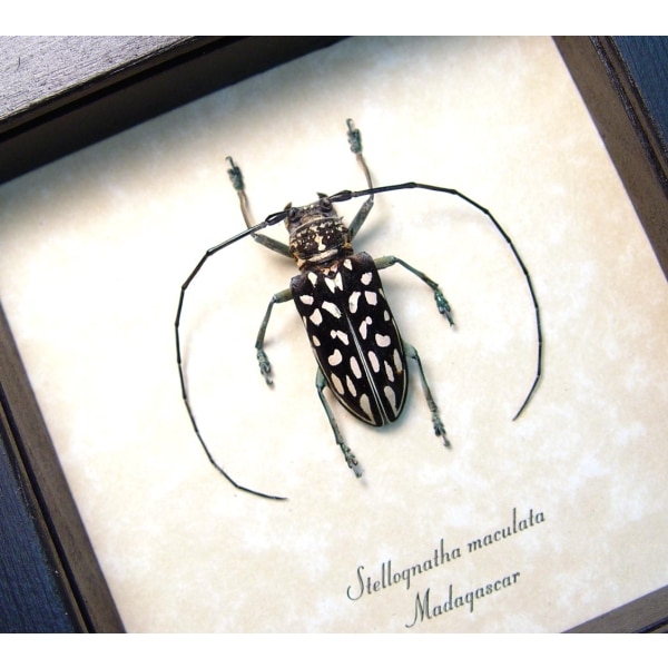 Stellognatha maculata Longhorn Beetle - Madagascar Insect
