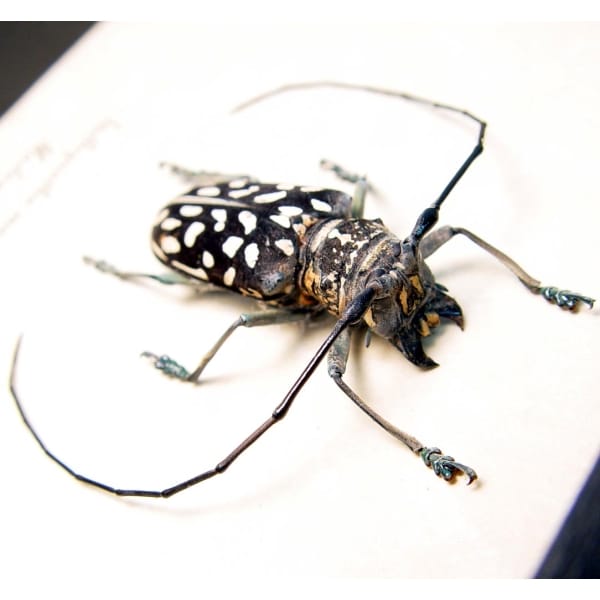 Stellognatha maculata Longhorn Beetle - Madagascar Insect
