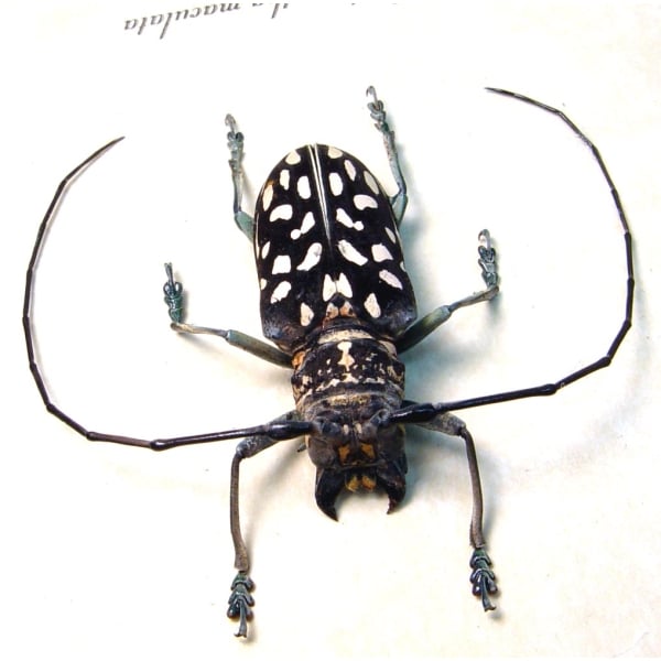 Stellognatha maculata Longhorn Beetle - Madagascar Insect