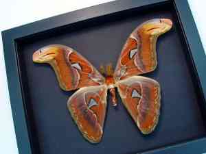 Attacus Atlas Male Moth 7"+ Wingspan - Snake Head Framed