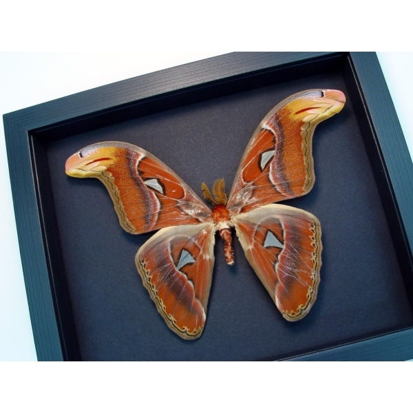 Attacus Atlas Male Moth 7"+ Wingspan - Snake Head Framed