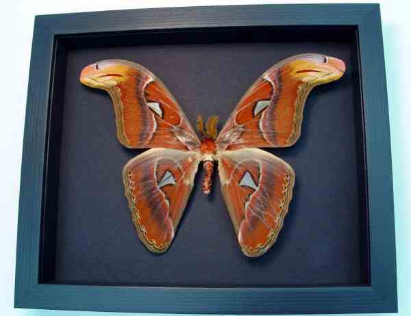 Attacus Atlas Male Moth 7"+ Wingspan - Snake Head Framed