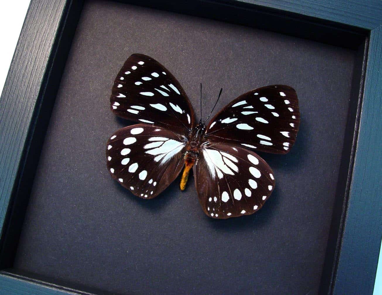 Euxanthe eurinome Common Forest Queen Butterfly