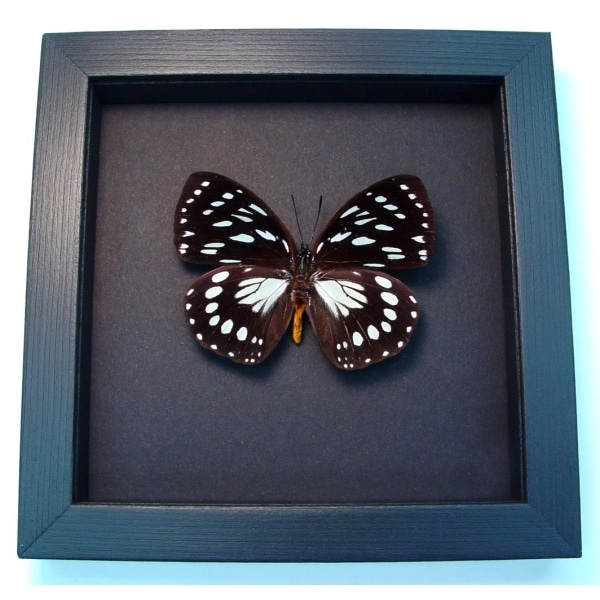 Euxanthe eurinome Common Forest Queen Butterfly