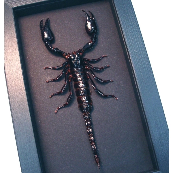 Real Framed Scorpion - Heterometrus laoticus Insect Taxidermy