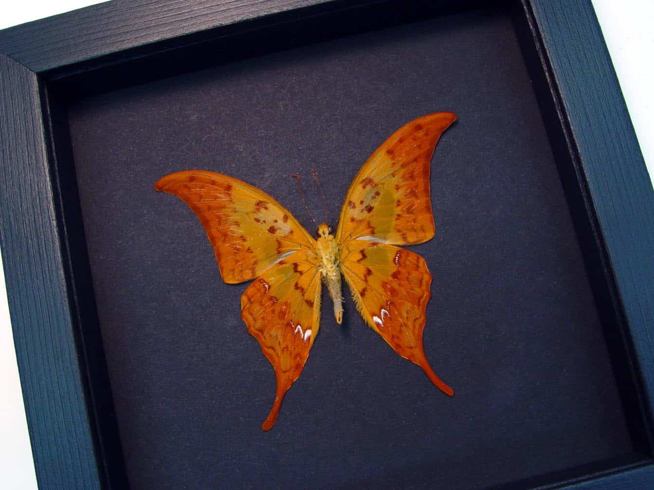 Meandrusa payeni ciminius Verso - Yellow Gorgon - Sickle Butterfly