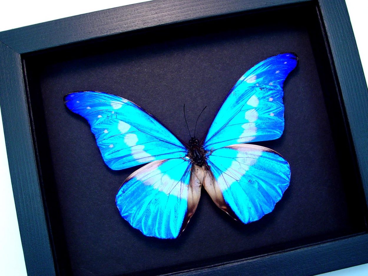 Framed Morpho Butterfly - Morpho rhetenor helena - blue morpho